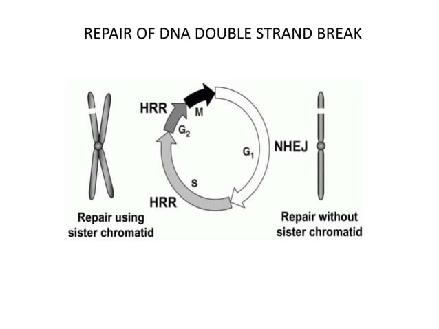 4 r's of radiobiology and dose rate effects | PPTX | Cancer | Diseases ...