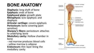 4rth classification of bones.pptx