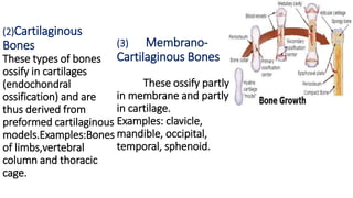 4rth classification of bones.pptx