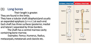 4rth classification of bones.pptx