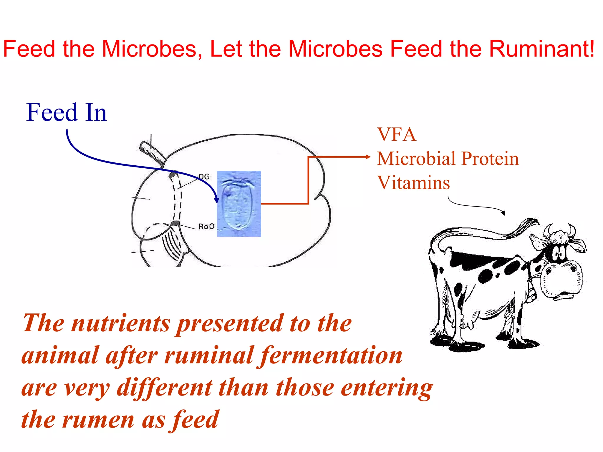 4 rumen fermentation | PPT