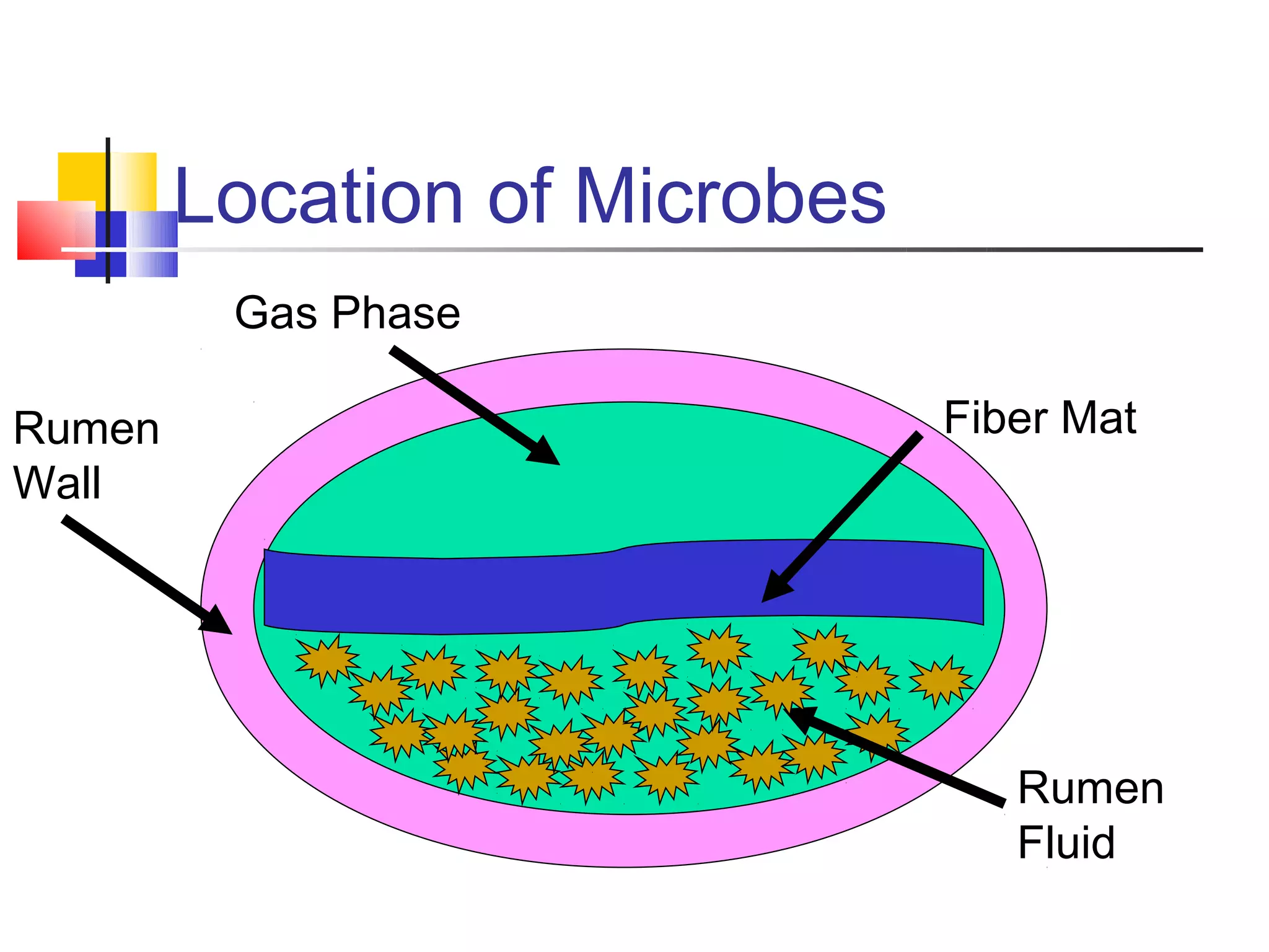 4 rumen fermentation | PPT