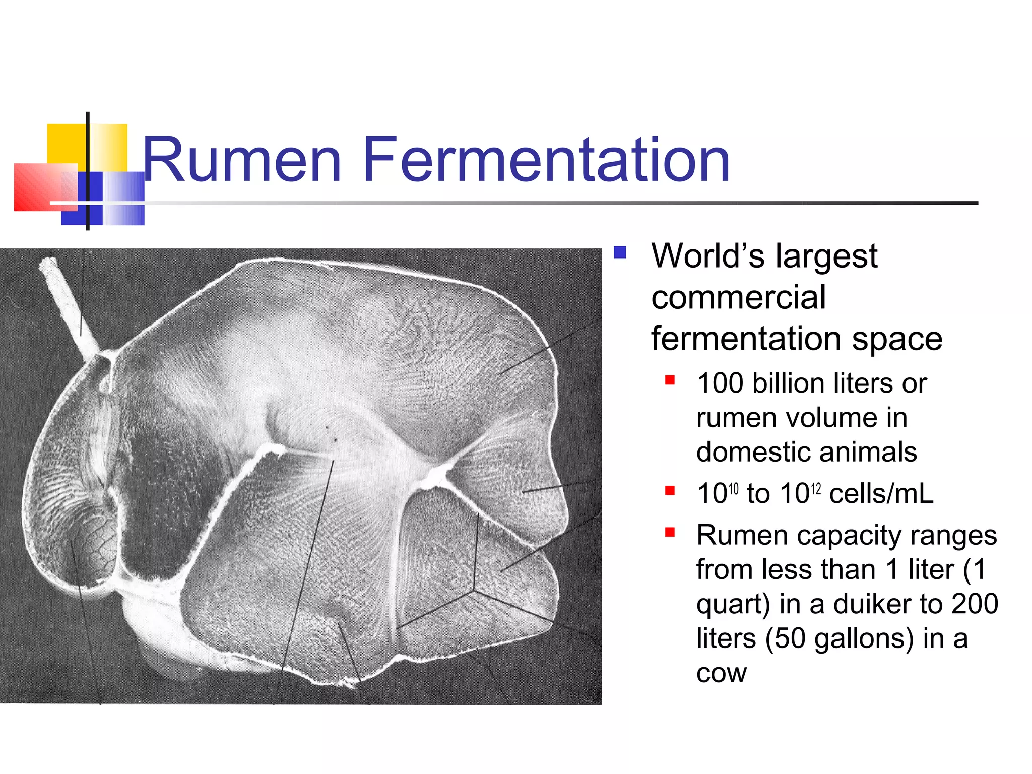 4 rumen fermentation | PPT