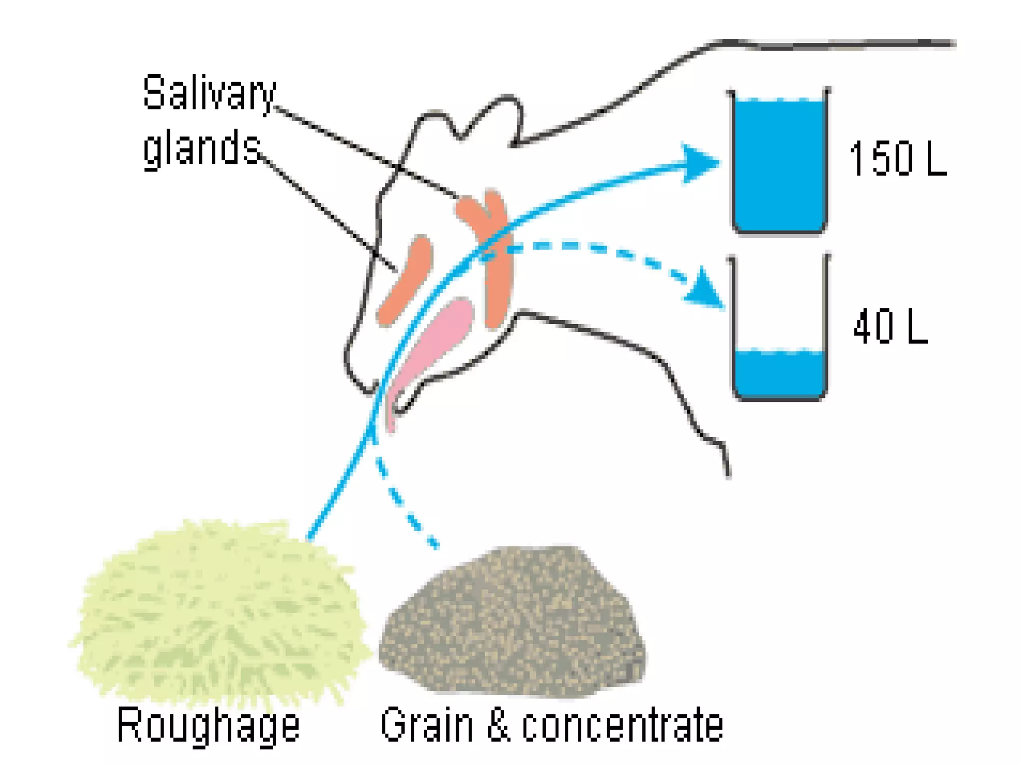 4 rumen fermentation | PPT