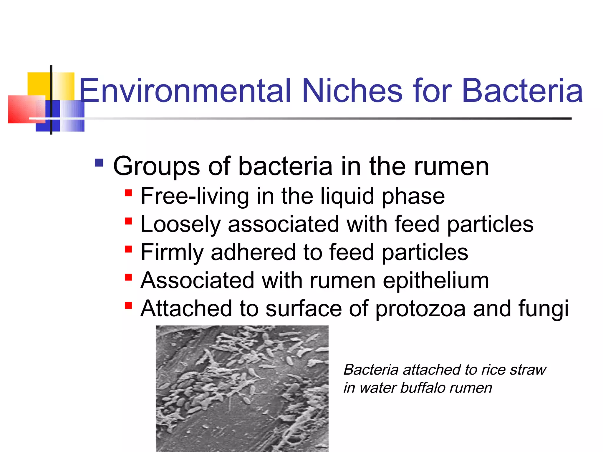 4 rumen fermentation | PPT