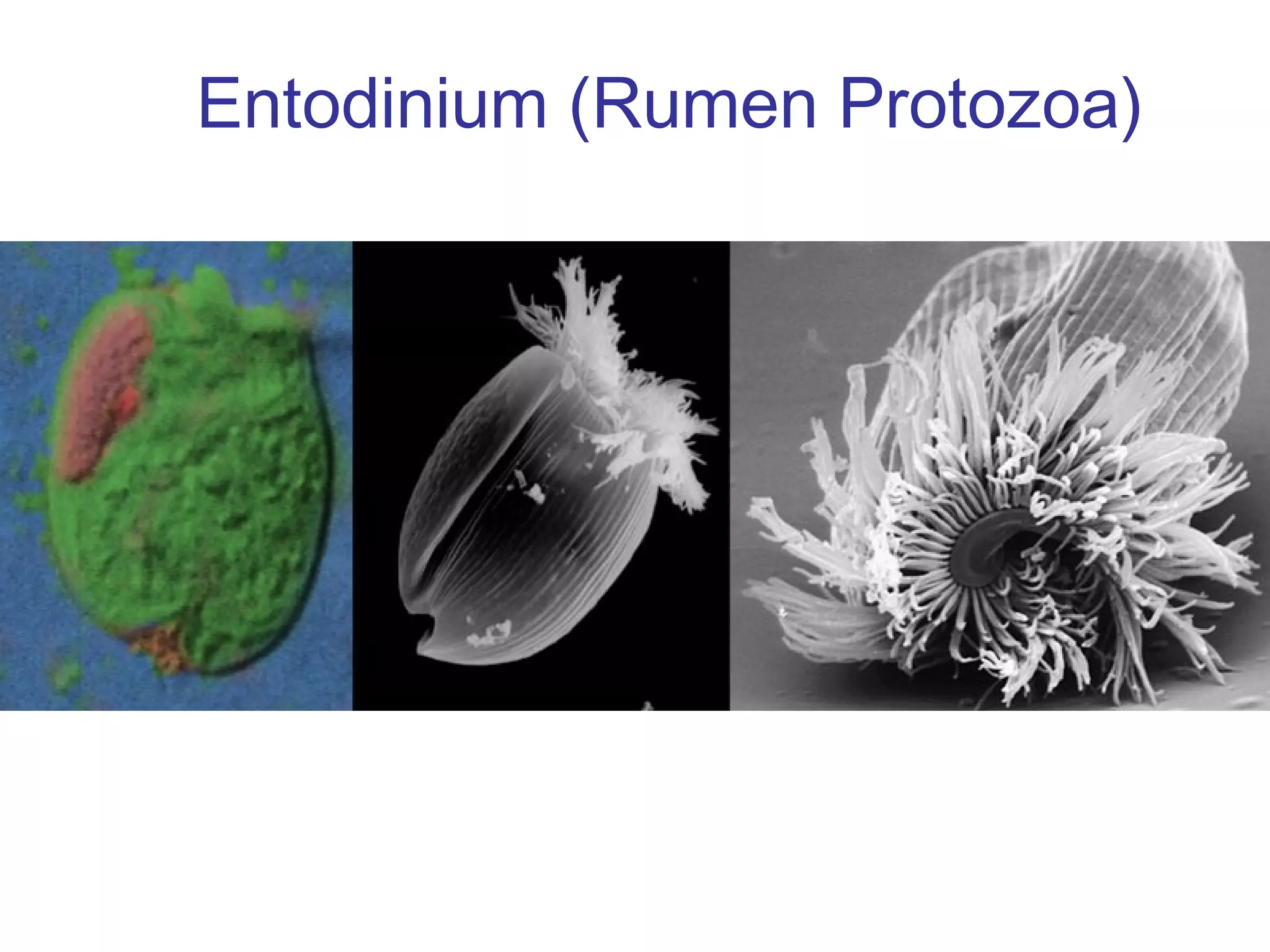 4 rumen fermentation | PPT