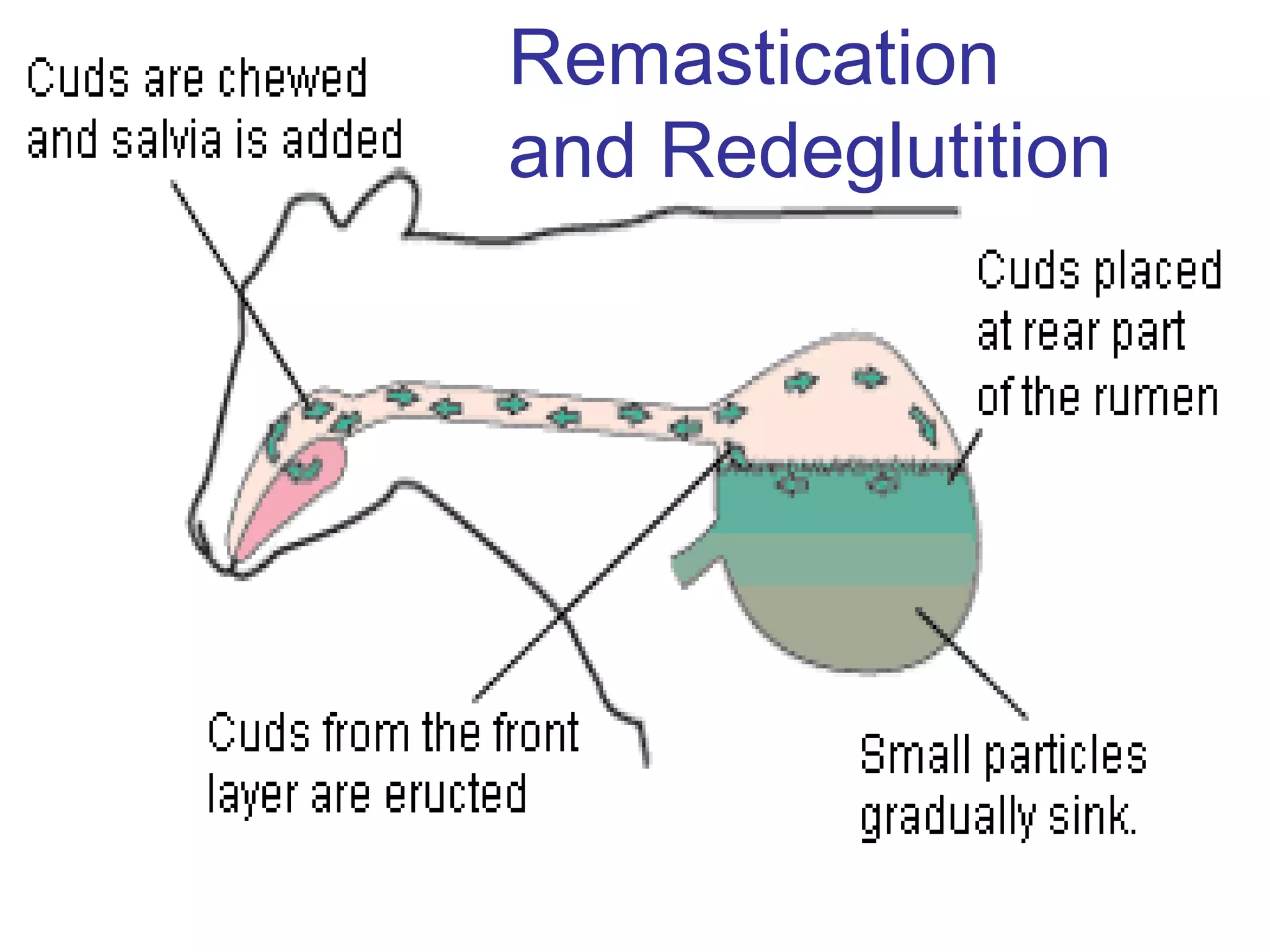 4 rumen fermentation | PPT