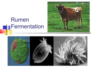 4 rumen fermentation | PPT