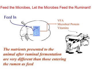 4 rumen fermentation | PPT