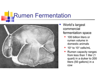 4 rumen fermentation | PPT