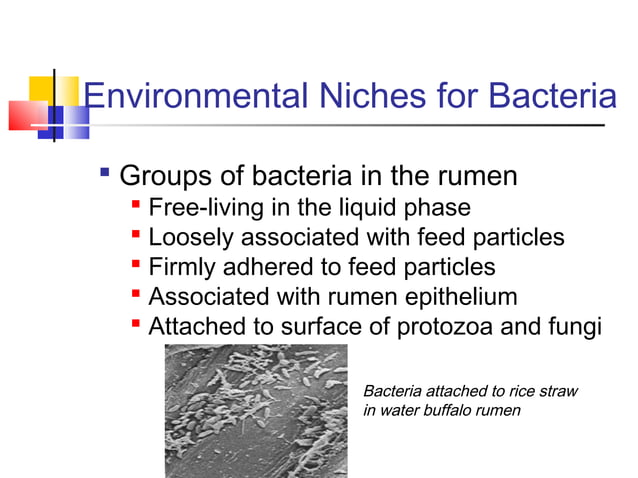 4 rumen fermentation | PPT