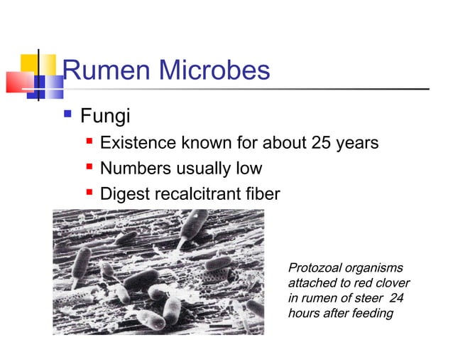4 rumen fermentation | PPT