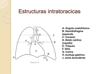 Rayos X de Torax P.A. | PPTX