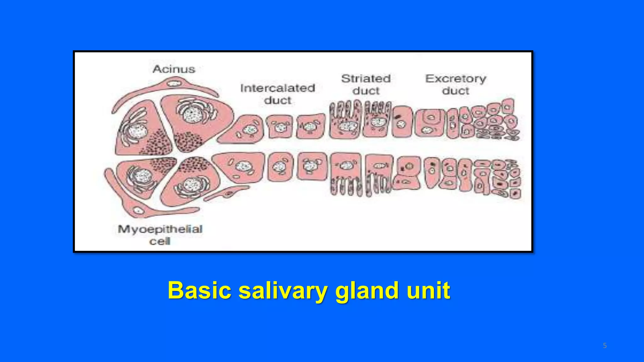 lecture 4 Diagnosis and management of salivary gland disorders | PPTX
