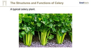 Structures and function of plants Science | PPTX