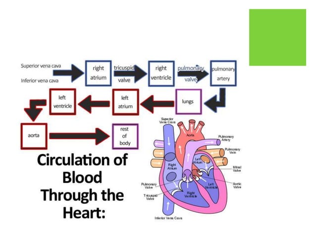 Screening For Cardiovascular Disease | PPT