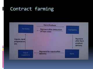 contract farming | PPTX