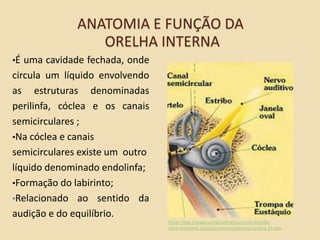 4 sistema auditivo | PPTX