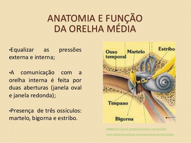 Anatomia Da Orelha Externa Posterior Ouvido – CEOL Otorrino