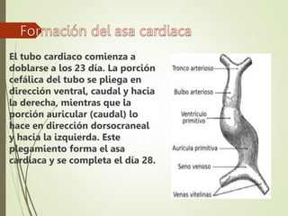 Sistema cardiovascular embrio.pptx