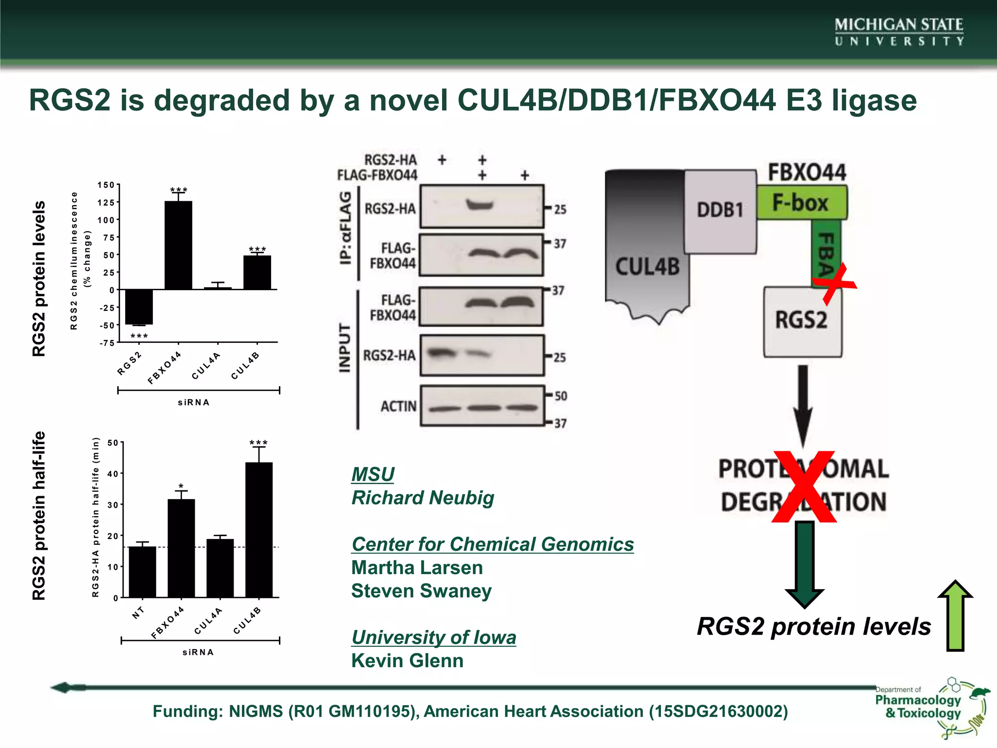 Defining degradation pathways of RGS2 using high-throughput siRNA ...