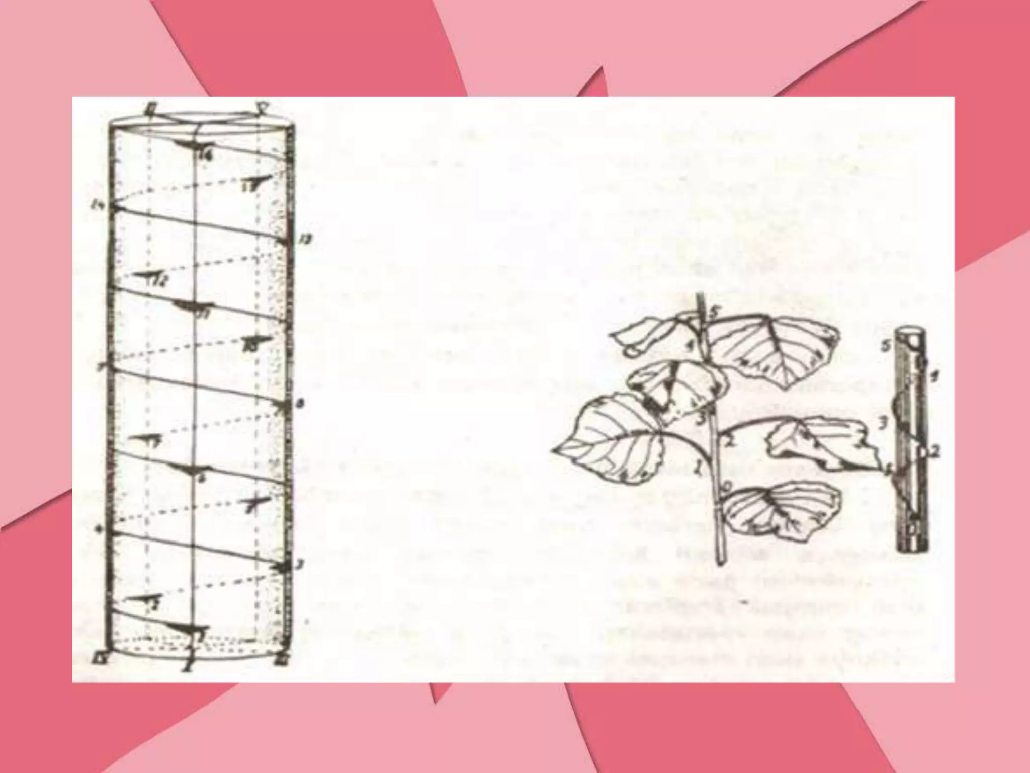 PPT Morfologi Tumbuhan - Tata Letak, Rumus, dan Diagram Daun | PPTX