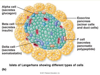 Pancreas and ilets of langerhane | PPTX