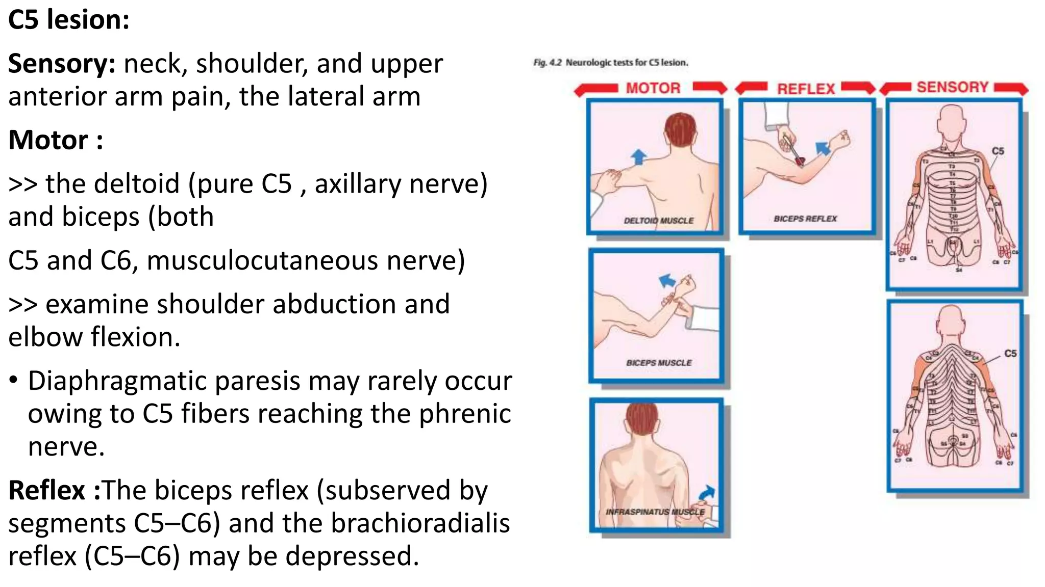 spinal nerves and roots | PPTX