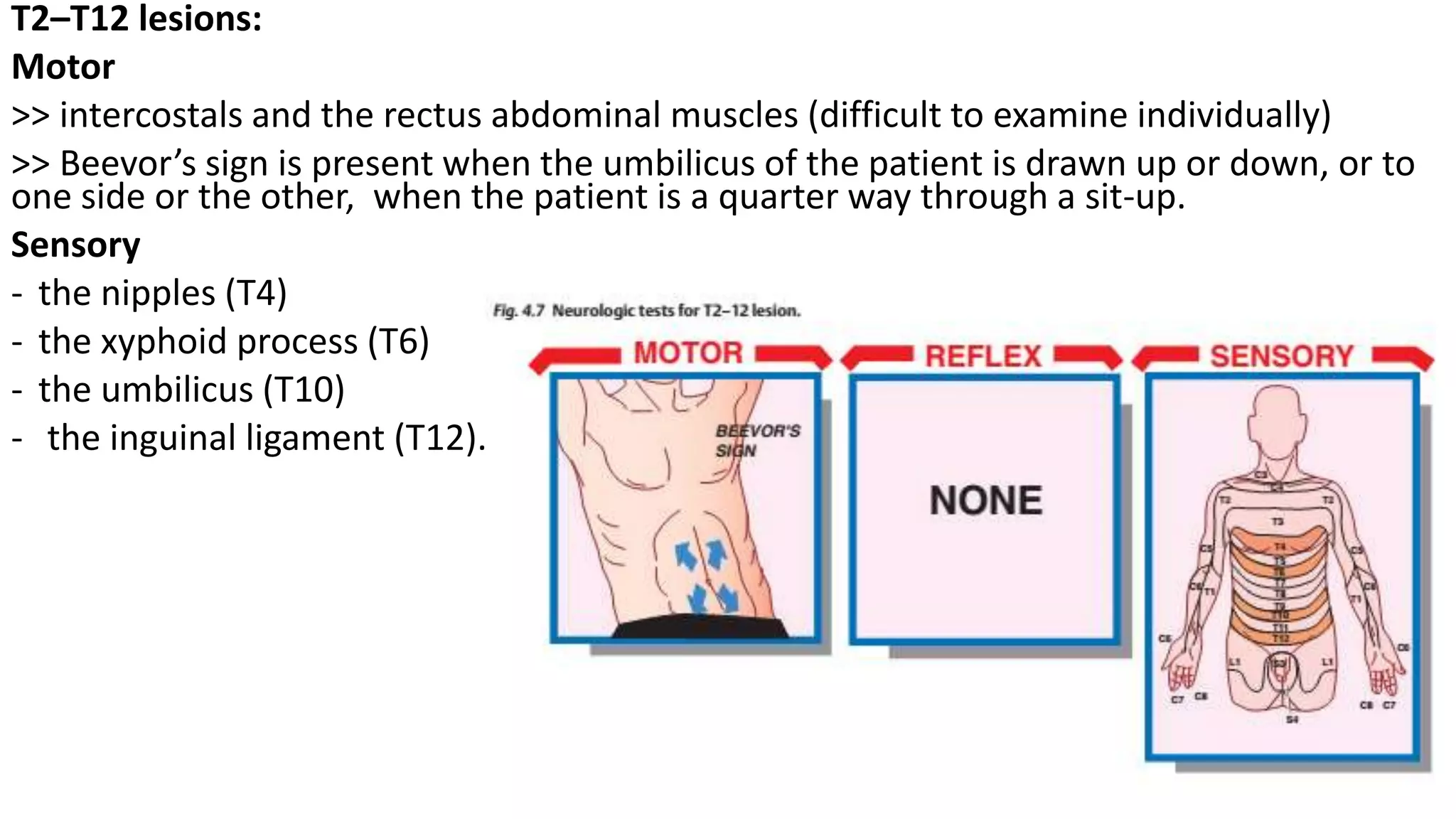 spinal nerves and roots | PPTX