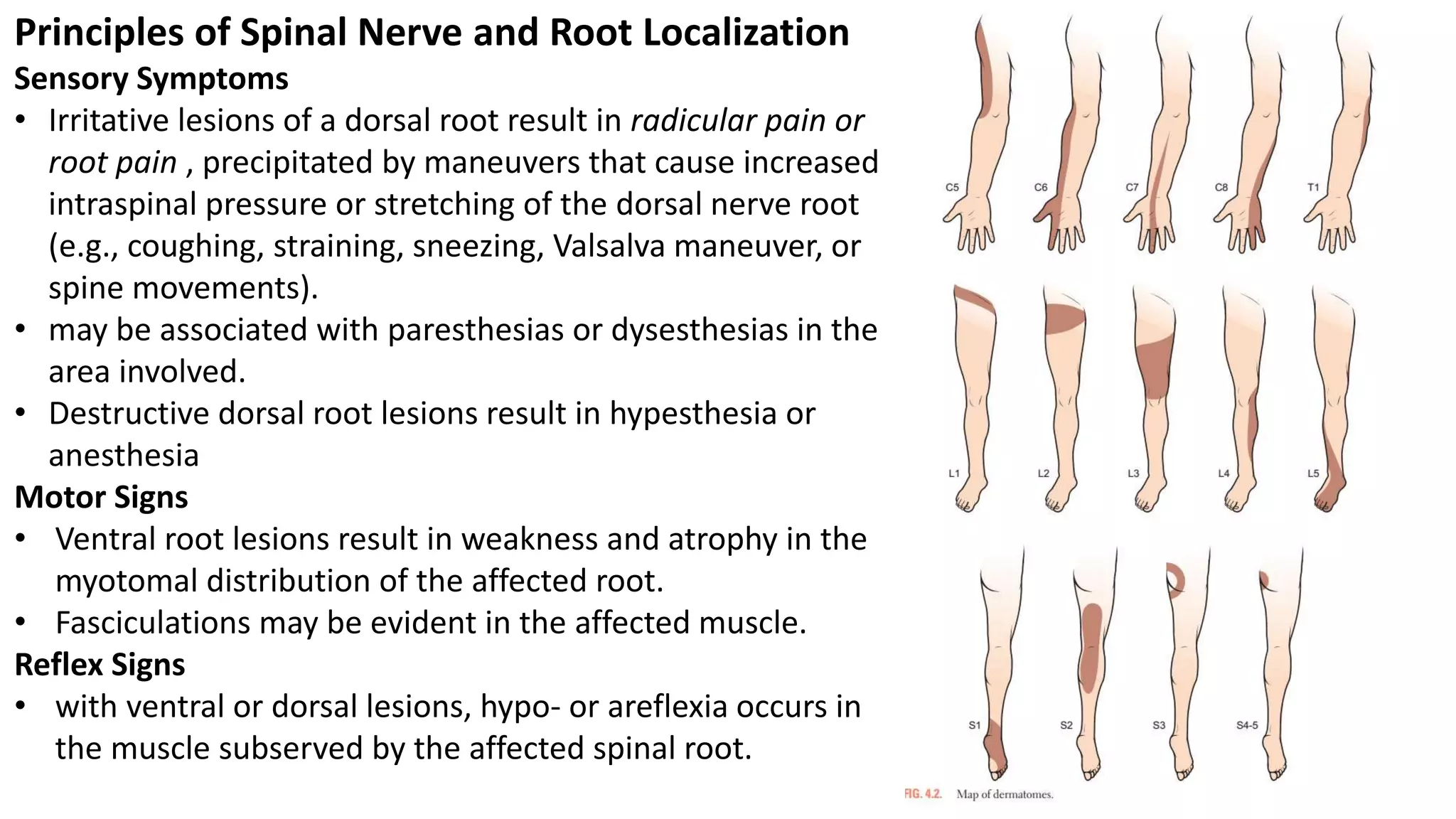 spinal nerves and roots | PPTX
