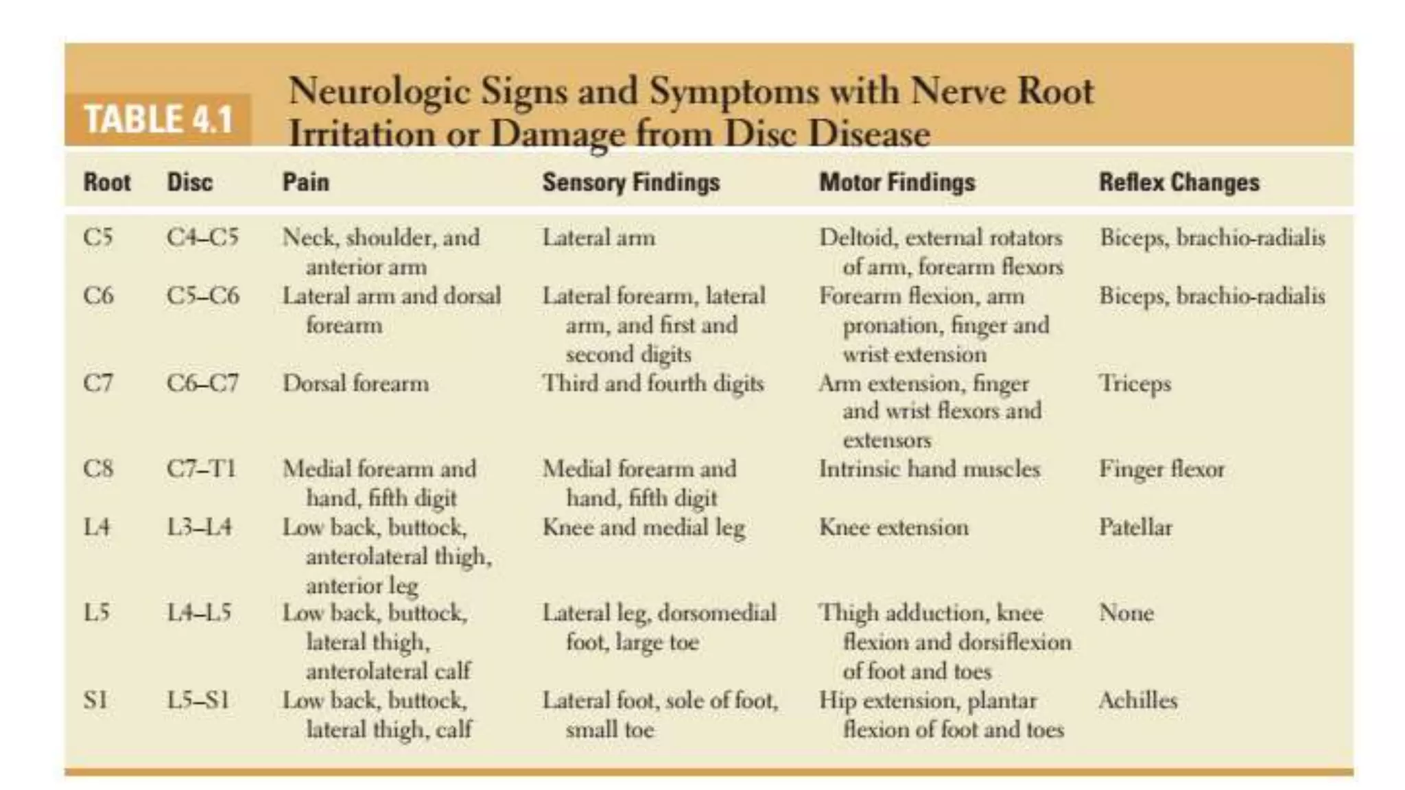 spinal nerves and roots | PPTX