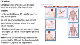spinal nerves and roots | PPTX | Death, Injury, or Military Conflict ...