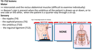 spinal nerves and roots | PPTX | Death, Injury, or Military Conflict ...