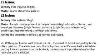 spinal nerves and roots | PPT