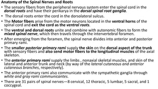 spinal nerves and roots | PPTX | Death, Injury, or Military Conflict ...