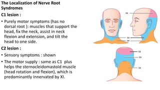 spinal nerves and roots | PPTX | Death, Injury, or Military Conflict ...