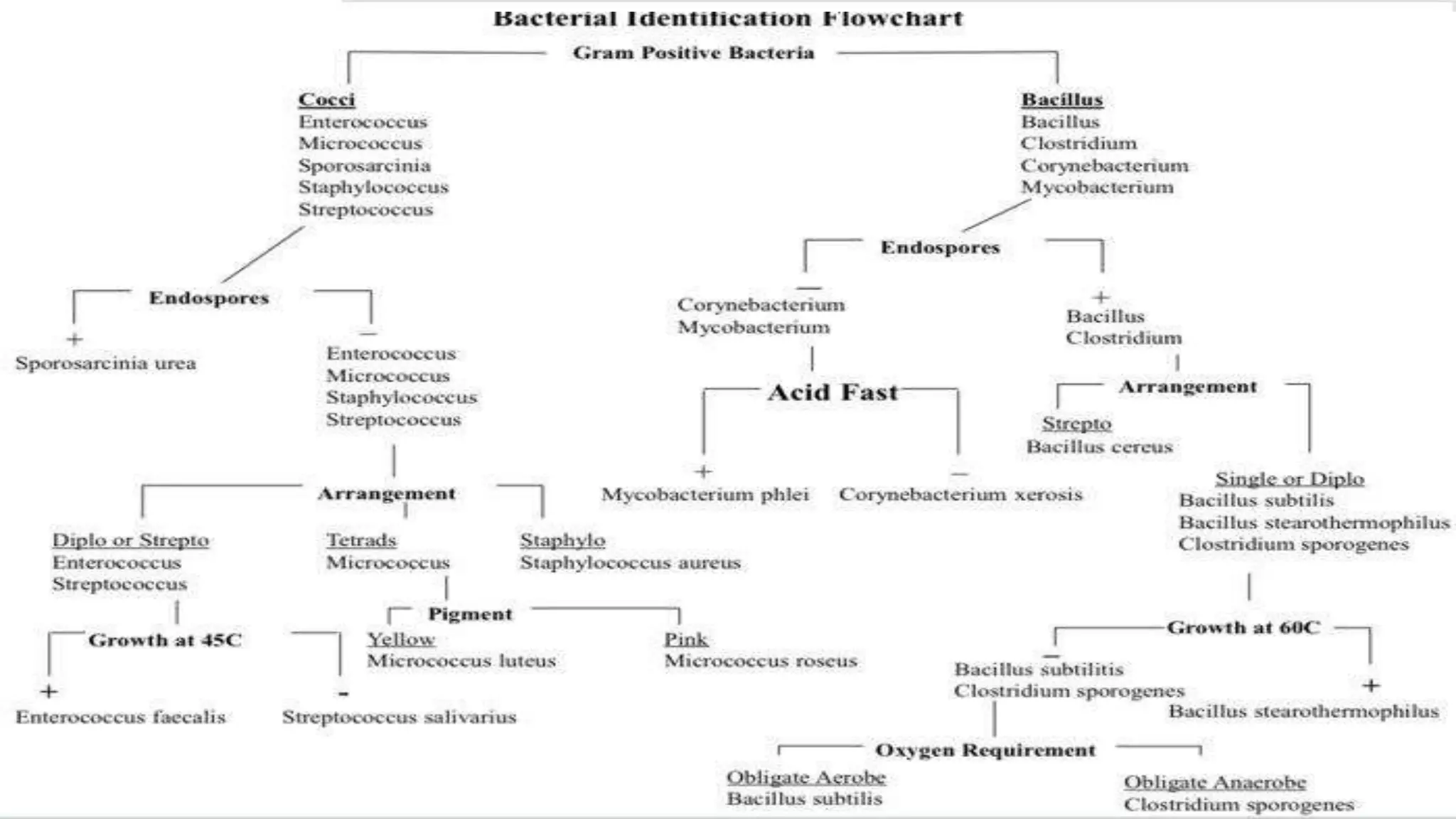 4 Staphylococci & Micrococci.pdf | Infectious Diseases | Diseases and ...