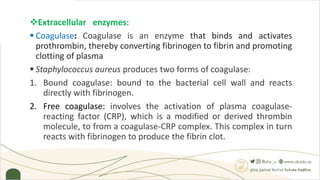 4 Staphylococci & Micrococci.pdf | Infectious Diseases | Diseases and ...
