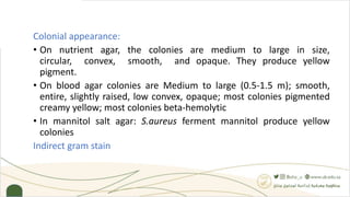 4 Staphylococci & Micrococci.pdf | Infectious Diseases | Diseases and ...