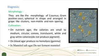 4 Staphylococci & Micrococci.pdf | Infectious Diseases | Diseases and ...
