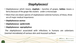 4 Staphylococci & Micrococci.pdf