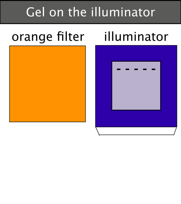 4 Steps to Imaging your gel | PDF