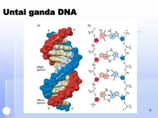 4 Str DNA Transkripsi.ppt