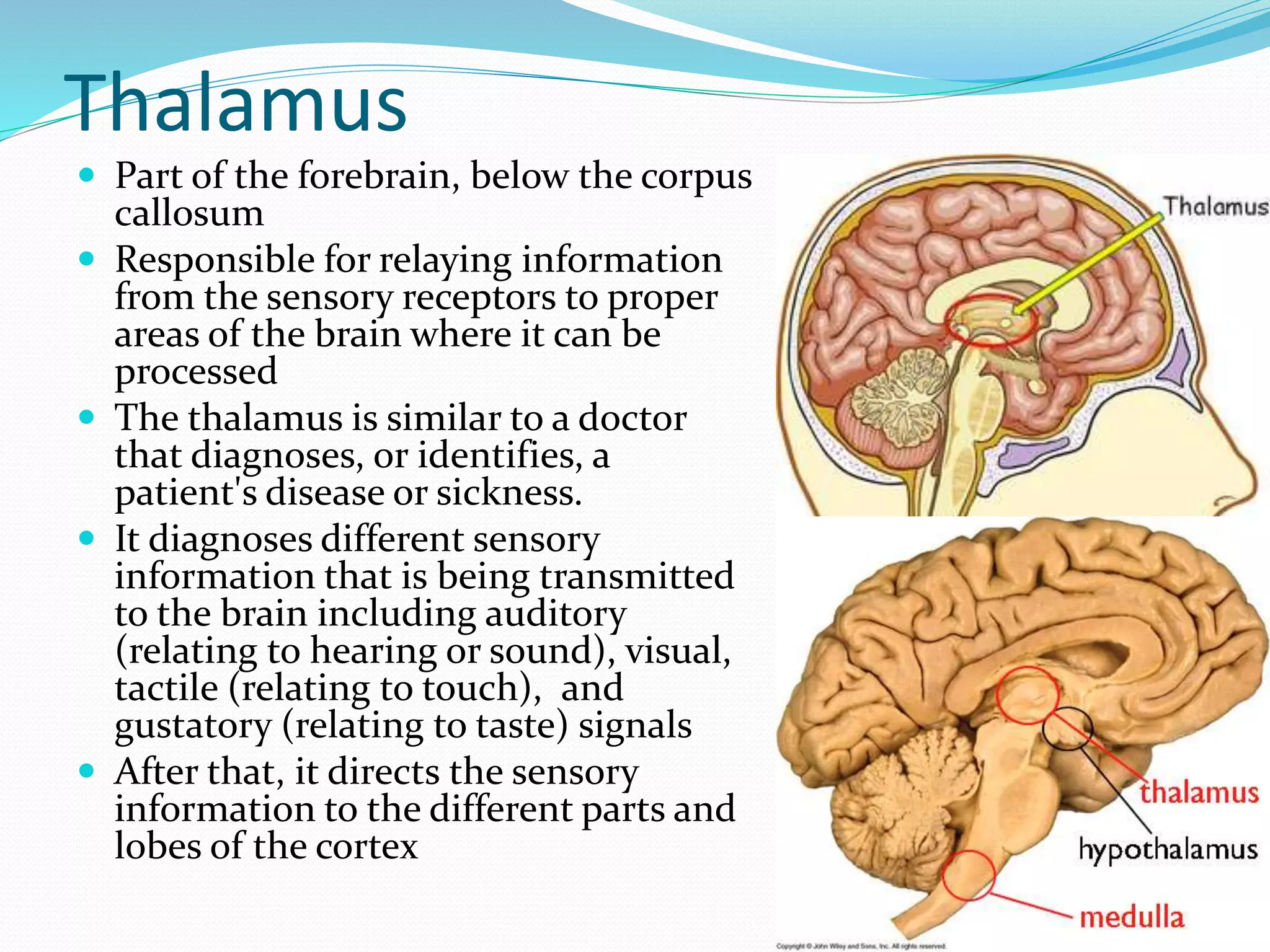 Medulla, Reticular Formation, Thalamus, and Hippocampus | PPTX