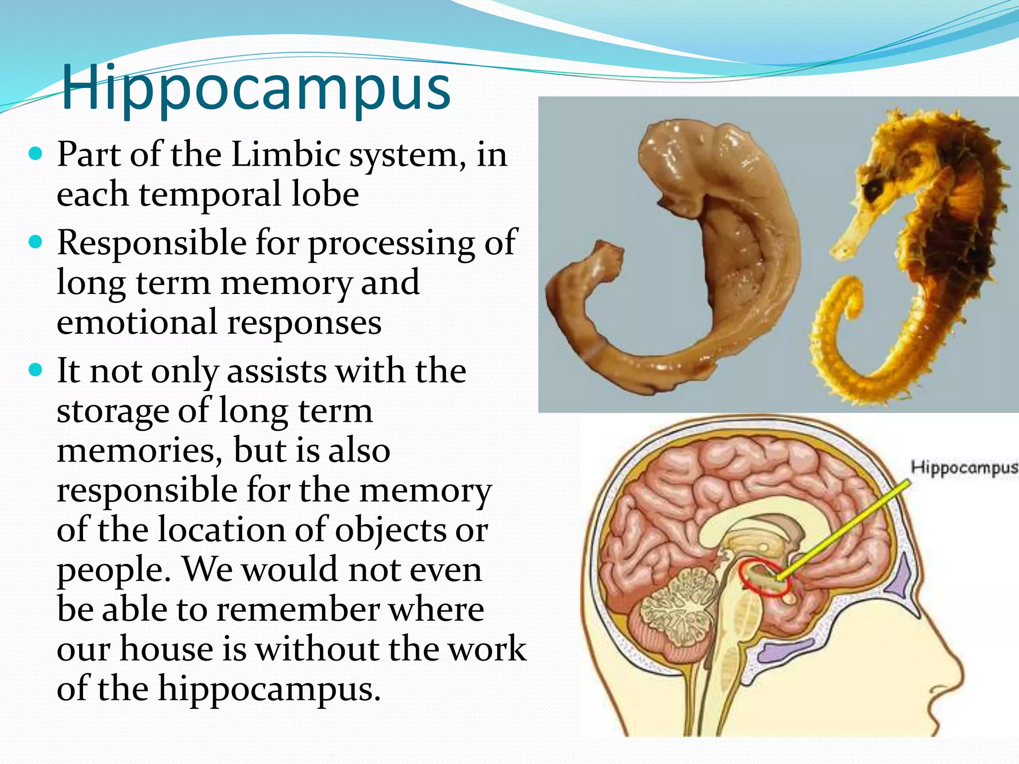 Medulla, Reticular Formation, Thalamus, and Hippocampus | PPTX