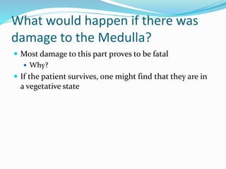 Medulla, Reticular Formation, Thalamus, and Hippocampus | PPTX