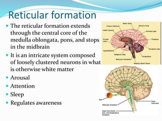 Medulla, Reticular Formation, Thalamus, and Hippocampus | PPT