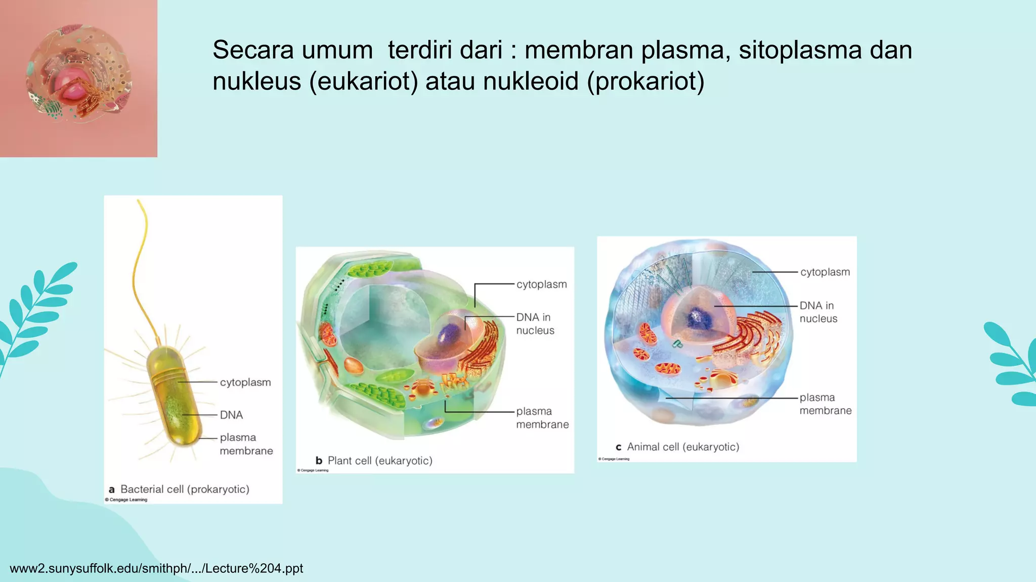 4) Struktur dan Bentuk Sel.pdf