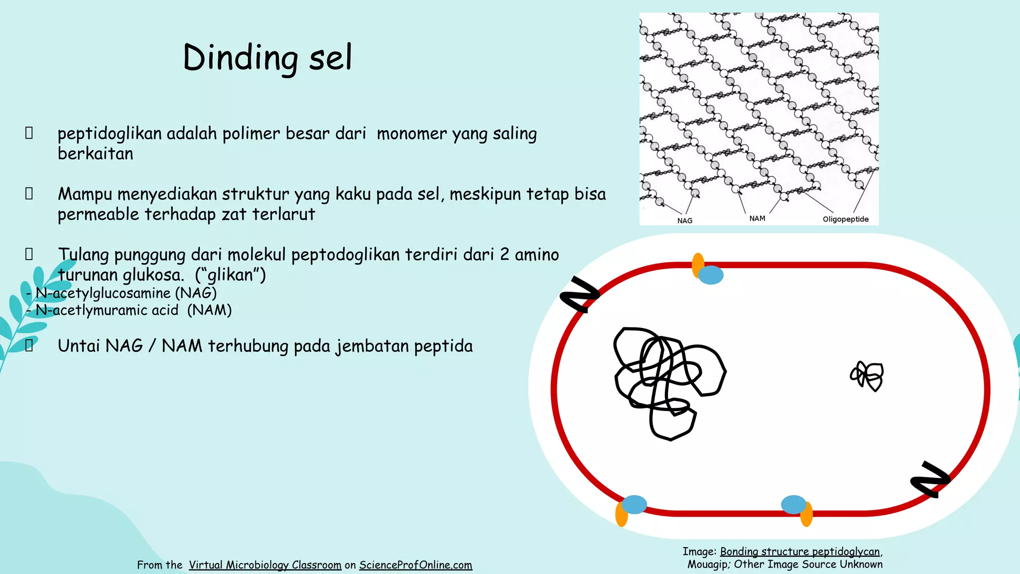 4) Struktur dan Bentuk Sel.pdf