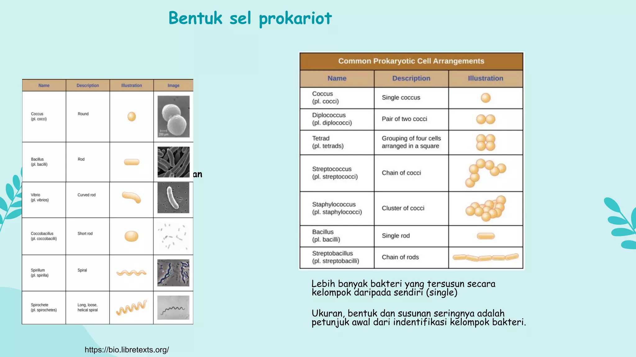 4) Struktur dan Bentuk Sel.pdf